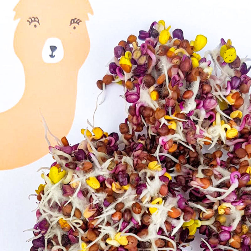 What is the white fuzz on my sprouts? – Sydney Sprouts